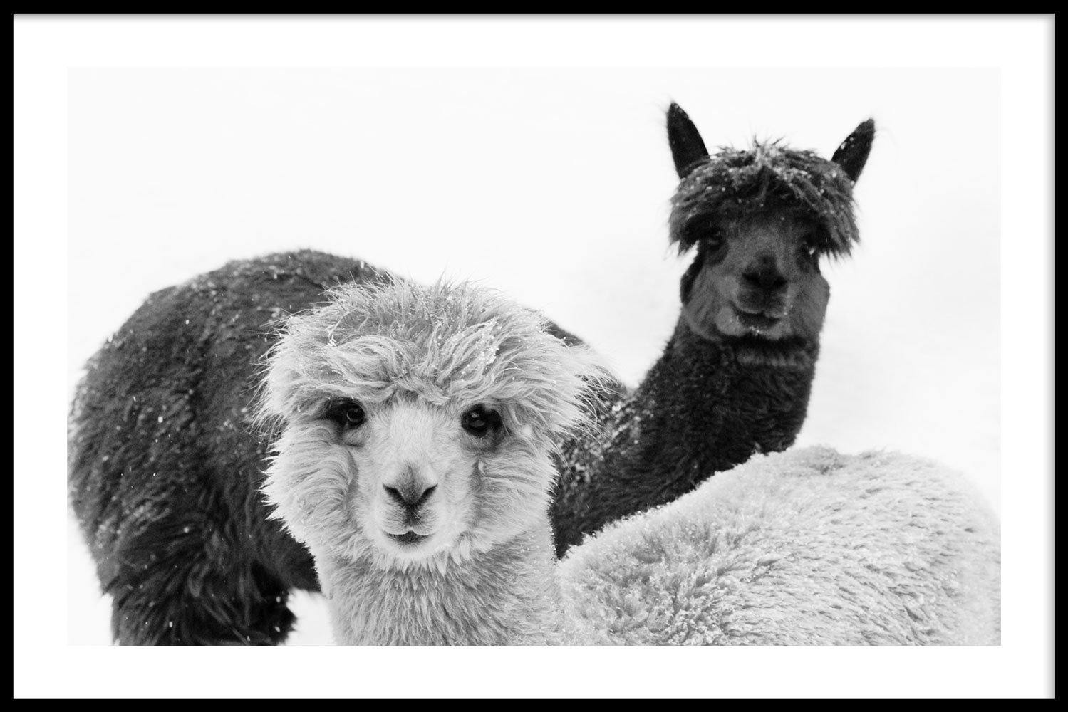 Alpaca poster online bestellen | Walljar.com