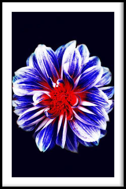 Flower poster Blue Flower With Red Center order online