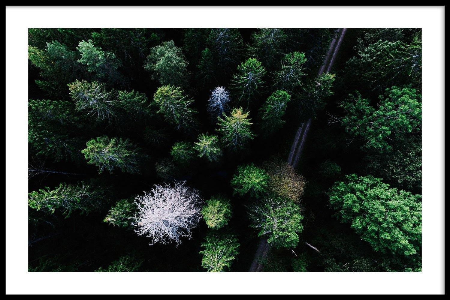 Bos poster van Bos Drone Shot online bestellen | Walljar.com