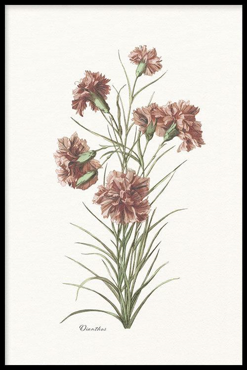 Bloemen poster Dianthus online bestellen | Walljar.com