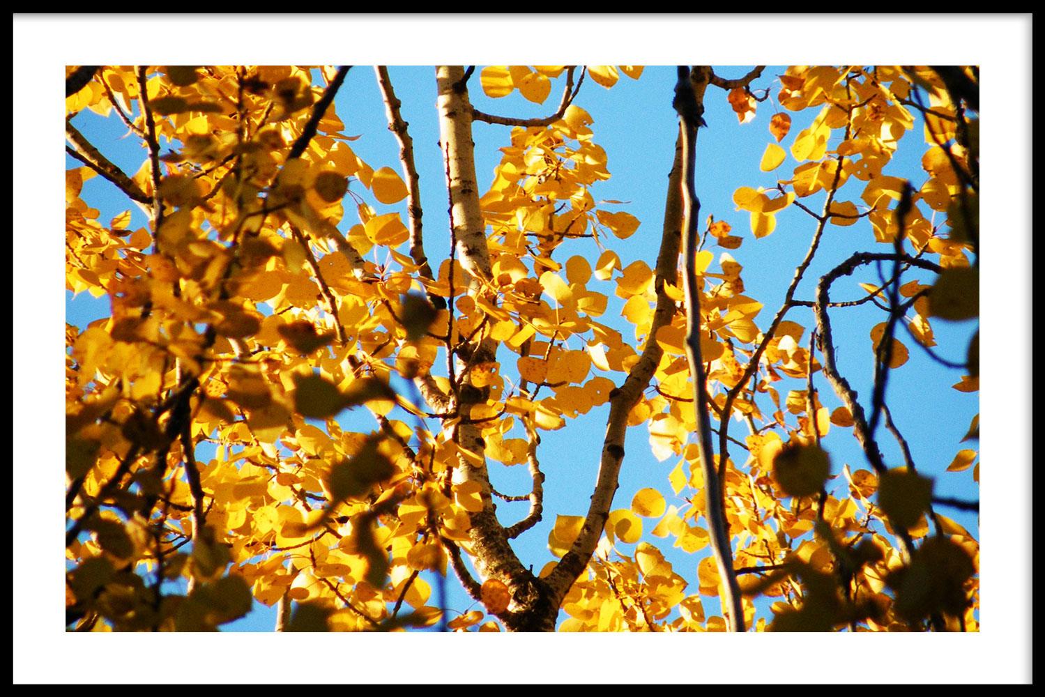 Poster planten van Gele Boom kopen | Walljar.com