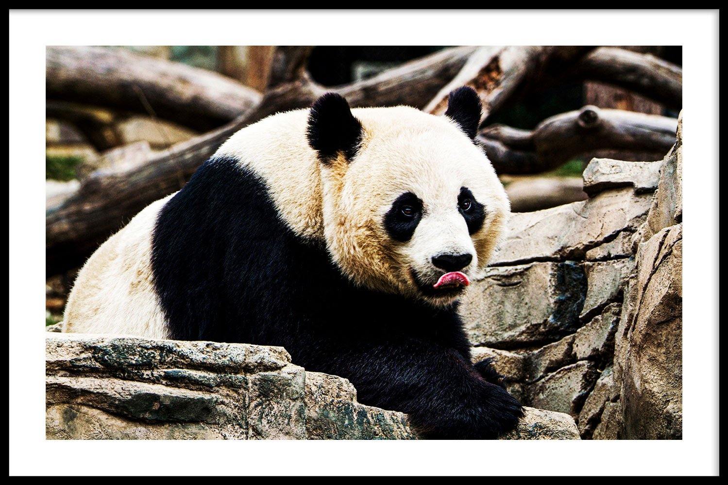 Giant Panda poster online bestellen | Walljar.com