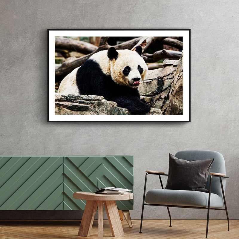 Giant Panda poster online bestellen | Walljar.com