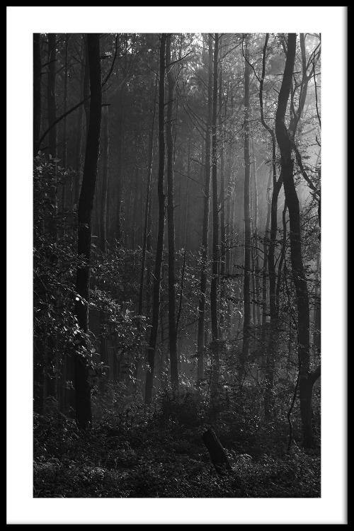 Bos poster van Jungle Bos online bestellen | Walljar.com