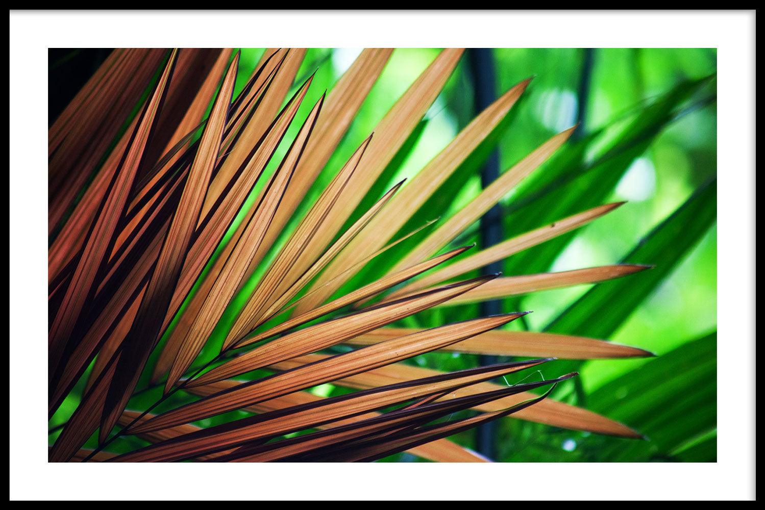 Buy Poster plants from Palm Leaf | walljar.com