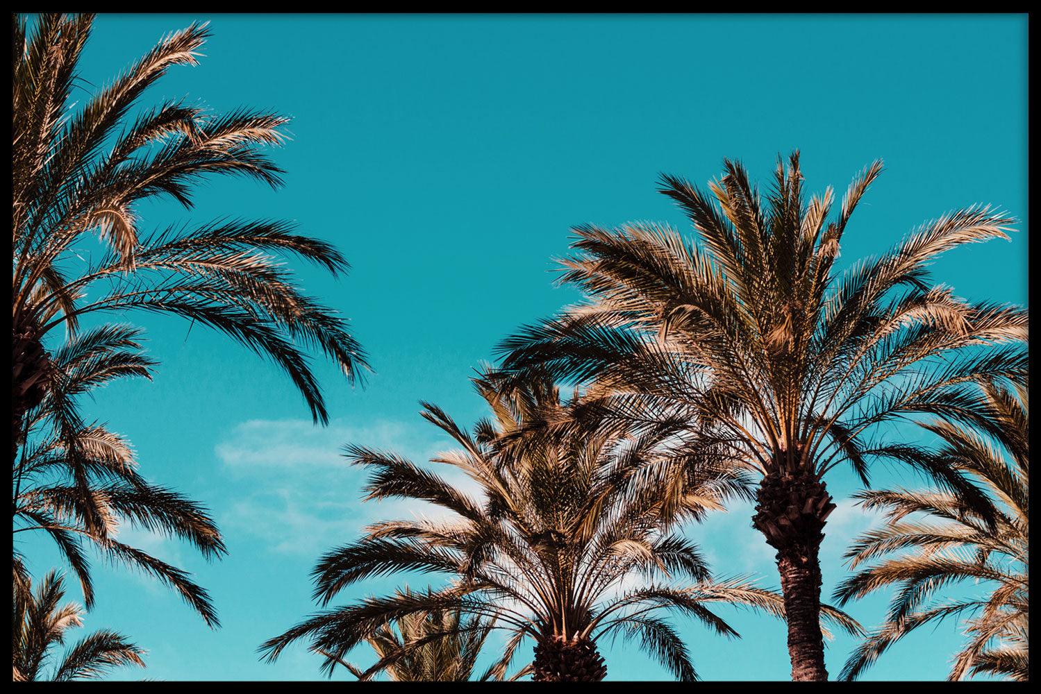 Palmboom poster van Palmbomen Blauwe Lucht II kopen | Walljar.com