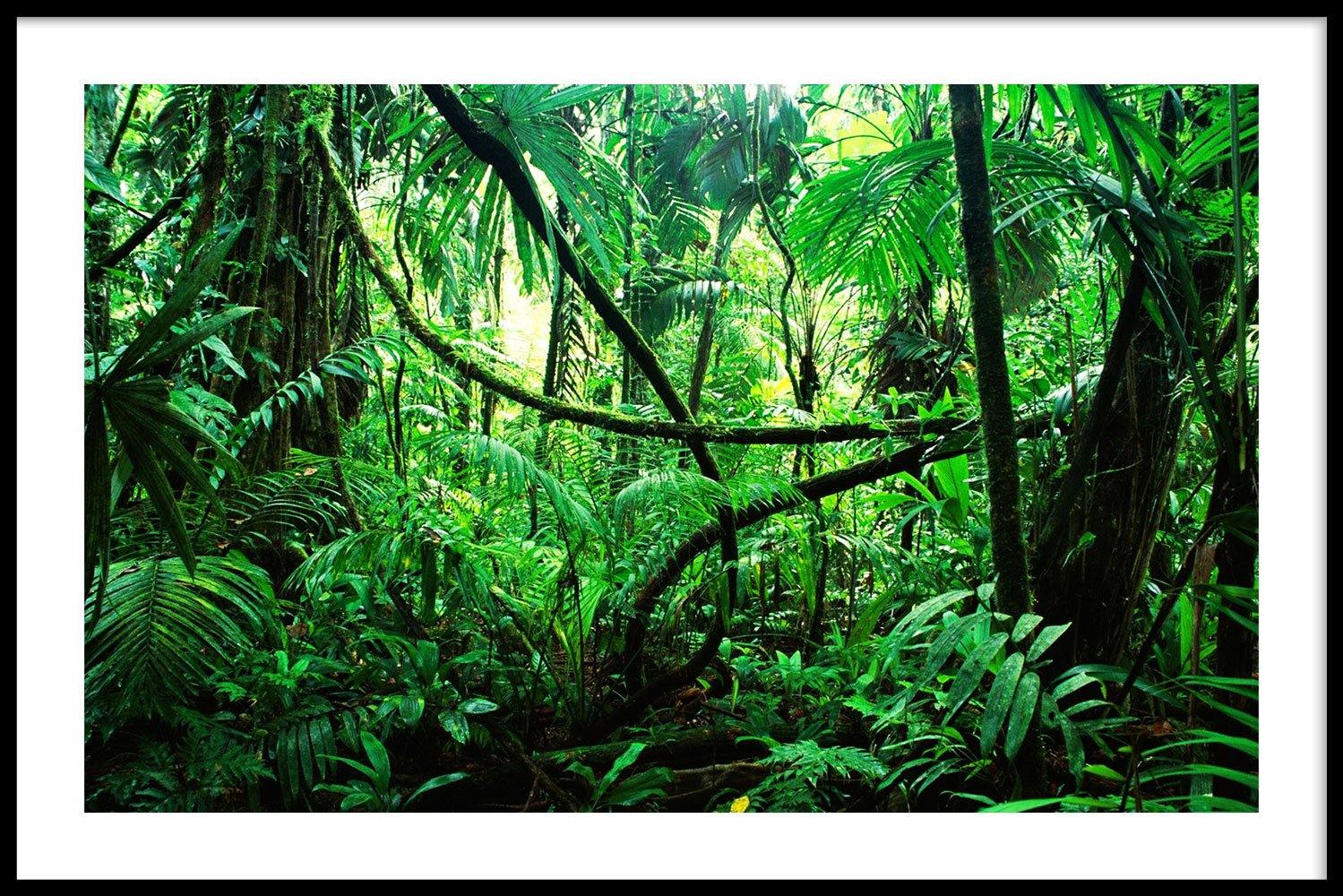 Buy Tropical Rainforest wall decoration | walljar.com