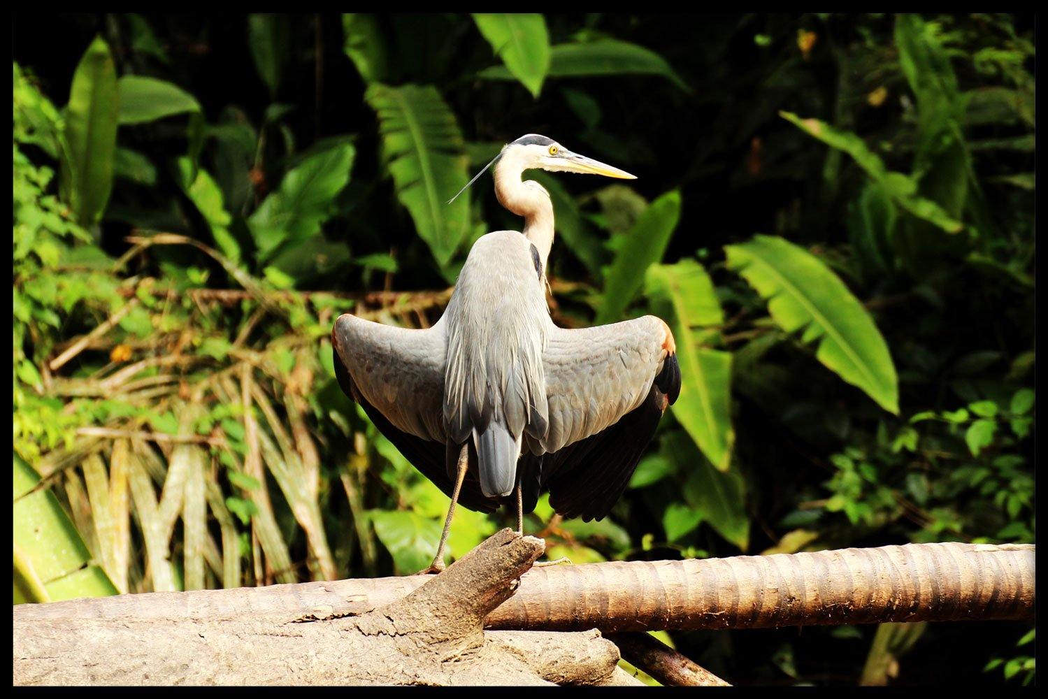 Reiger poster online bestellen | Walljar.com