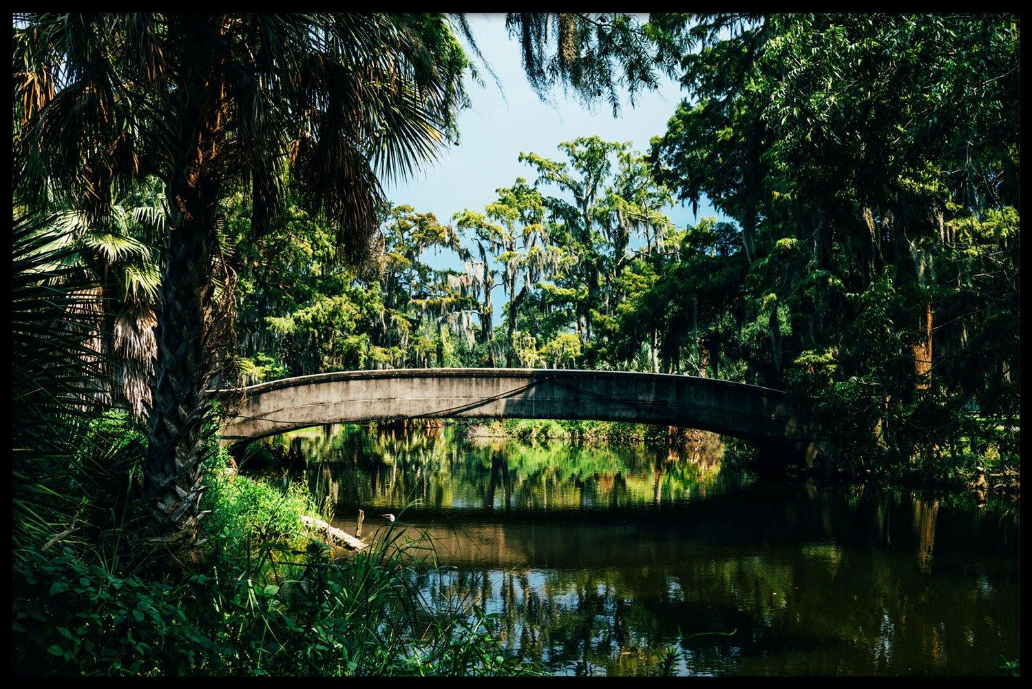 Bos poster van Tropisch Bos online bestellen | Walljar.com